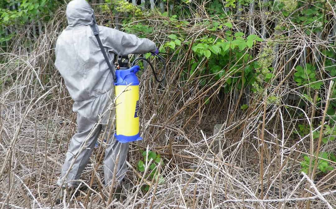 Why is Japanese knotweed such a problem? 2024 - Japanese Knotweed Plus